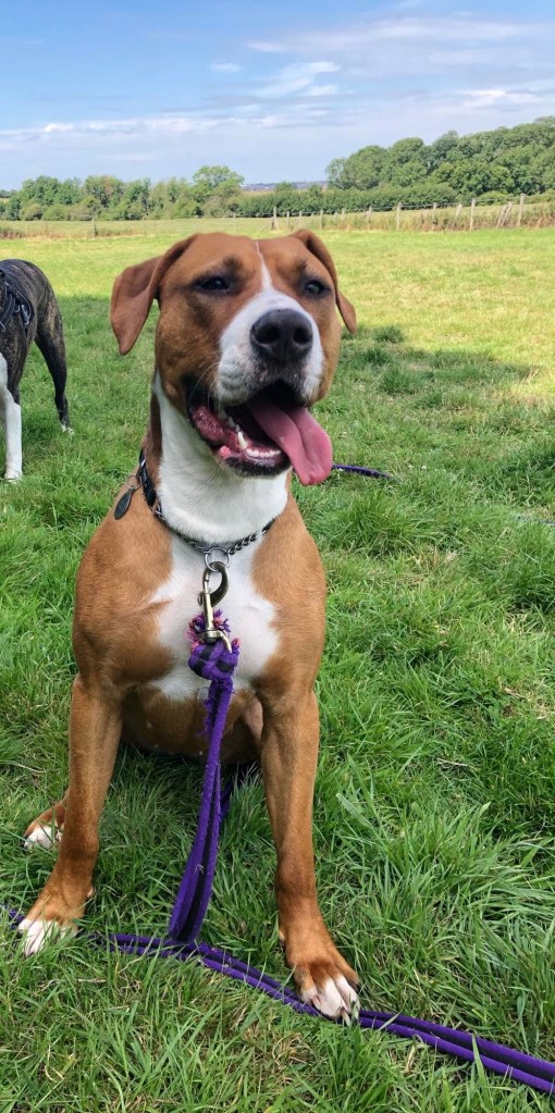 Dogs Needing Homes – Wellingborough Dog Welfare (Wellidog)