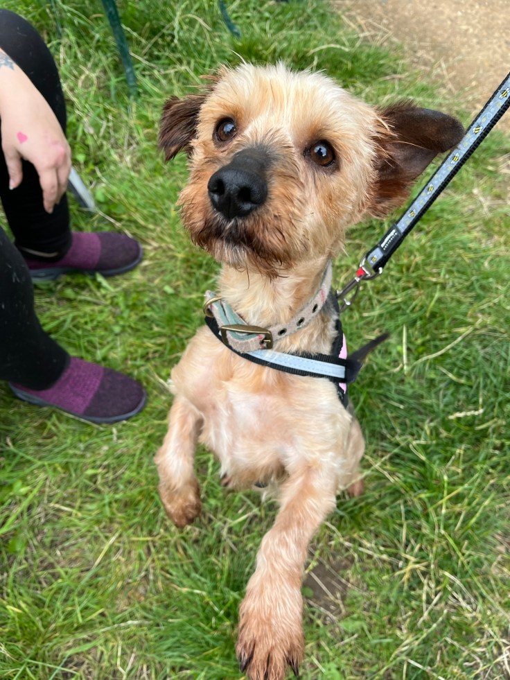 Dogs Needing Homes – Wellingborough Dog Welfare (Wellidog)