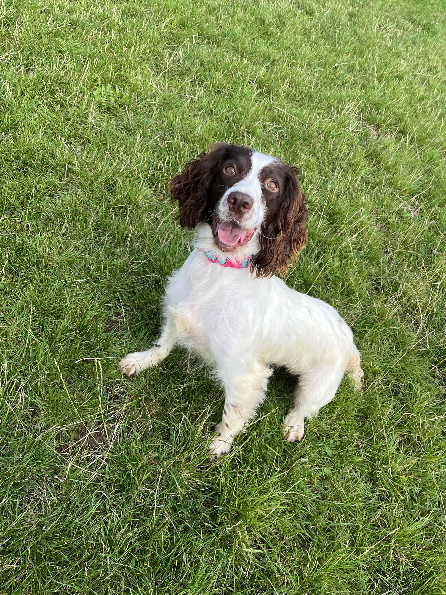 Dogs Needing Homes – Wellingborough Dog Welfare (Wellidog)