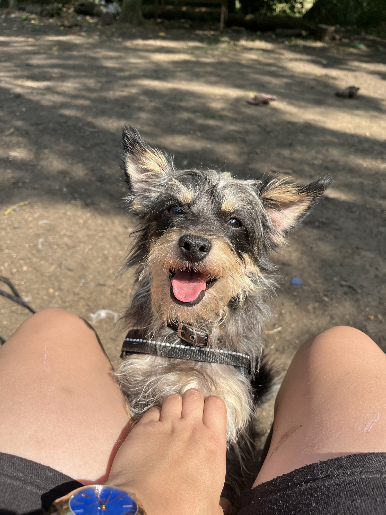 BILBO- crossbreed – Wellingborough Dog Welfare (Wellidog)