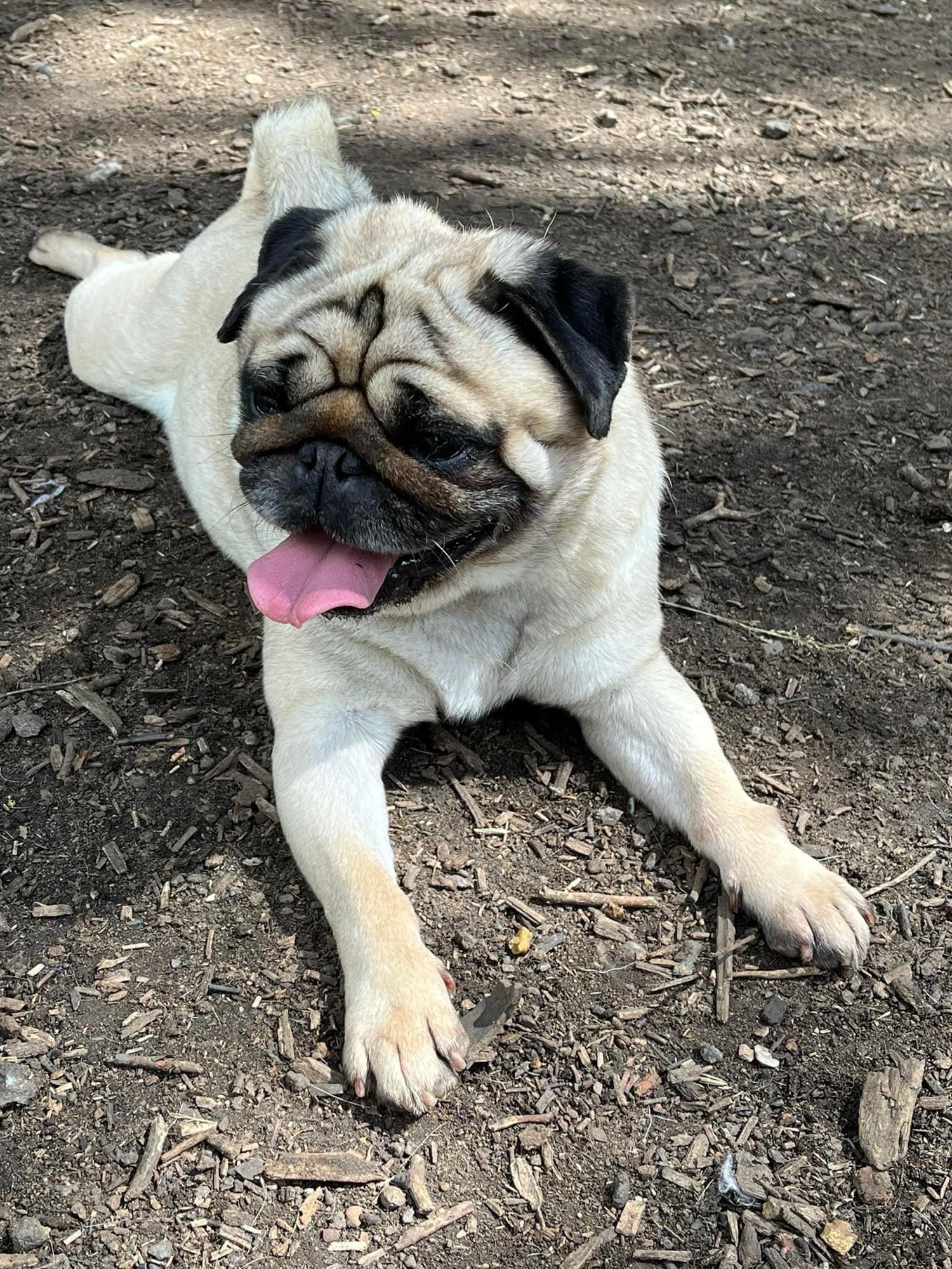 ELVIS- pug – Wellingborough Dog Welfare (Wellidog)