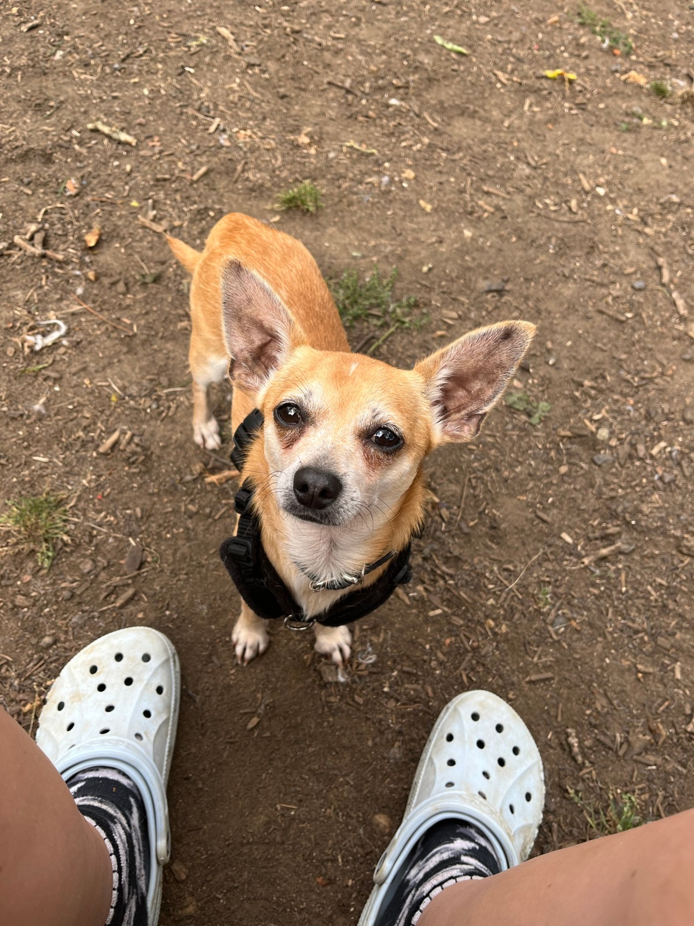 Dogs Needing Homes – Wellingborough Dog Welfare (Wellidog)