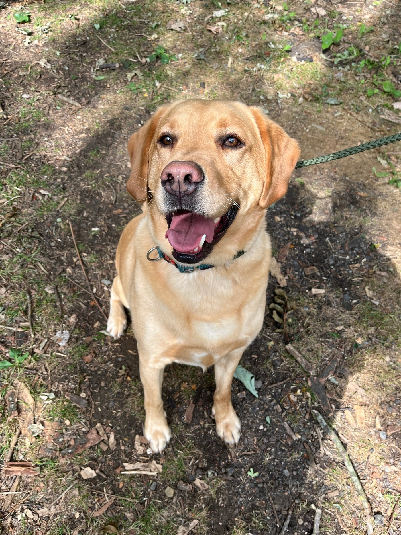 Dogs Needing Homes – Wellingborough Dog Welfare (Wellidog)