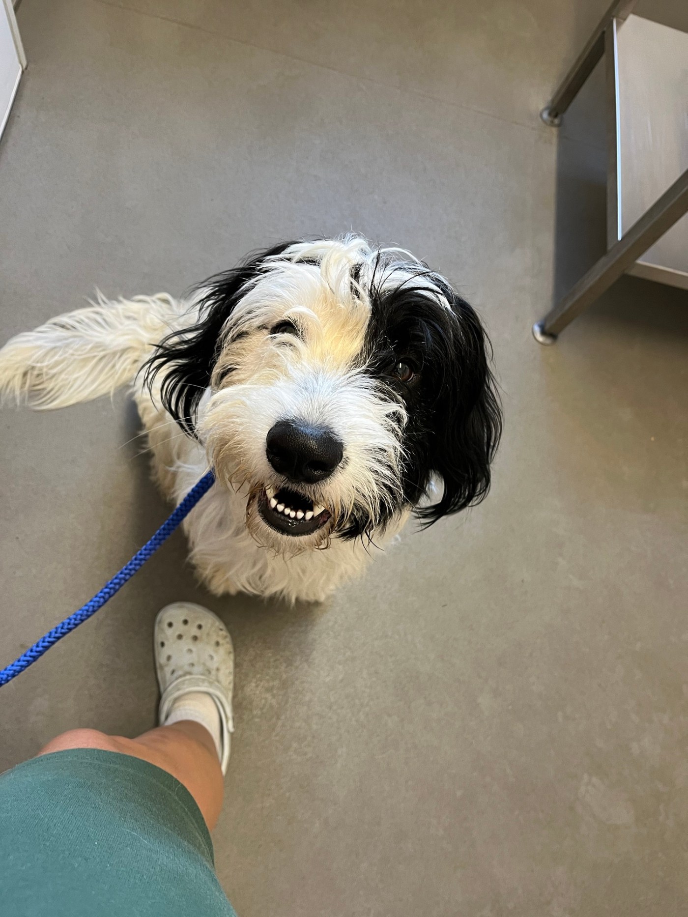 Dogs Needing Homes – Wellingborough Dog Welfare (Wellidog)