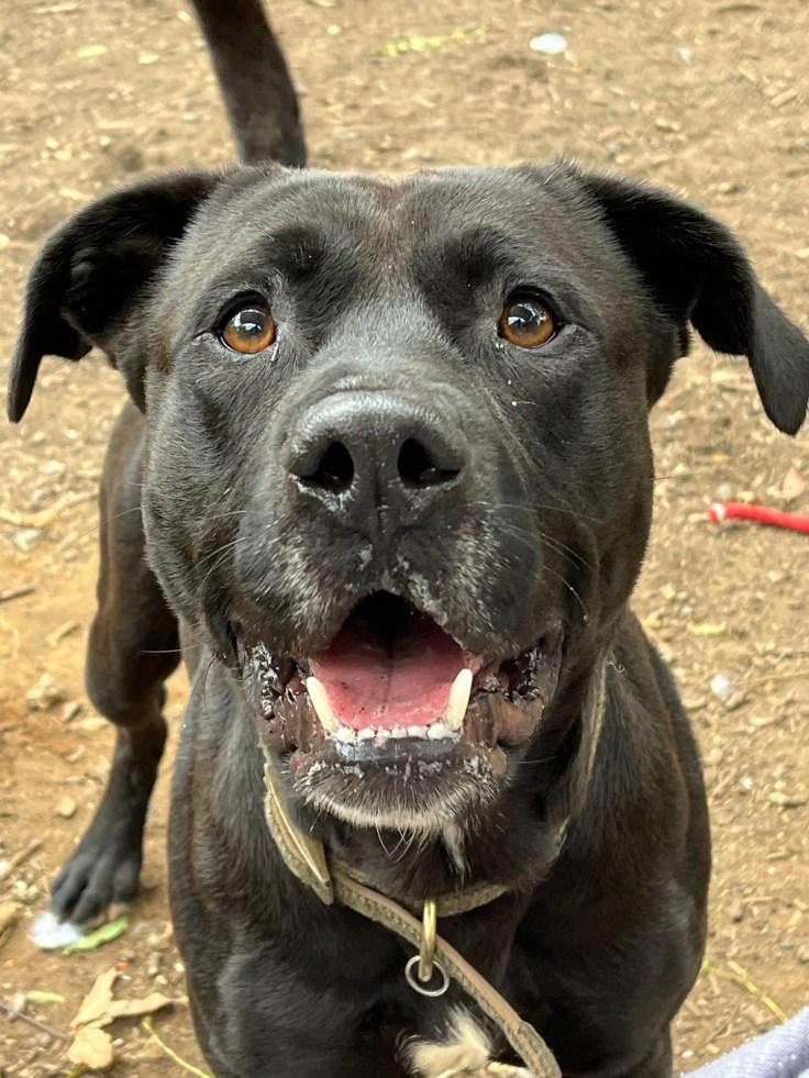 Dogs Needing Homes – Wellingborough Dog Welfare (Wellidog)