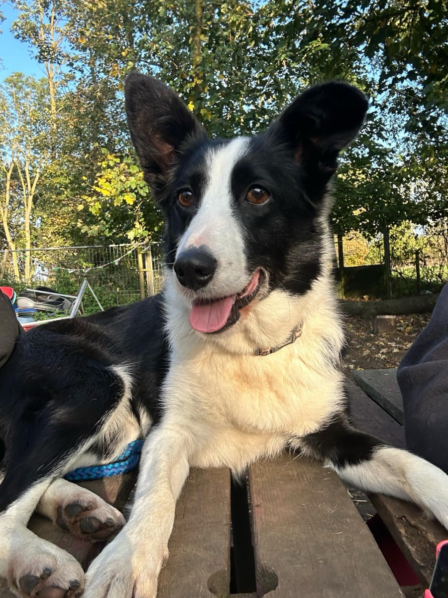 RAINE – Wellingborough Dog Welfare (Wellidog)