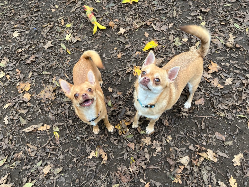 Dogs Needing Homes – Wellingborough Dog Welfare (Wellidog)