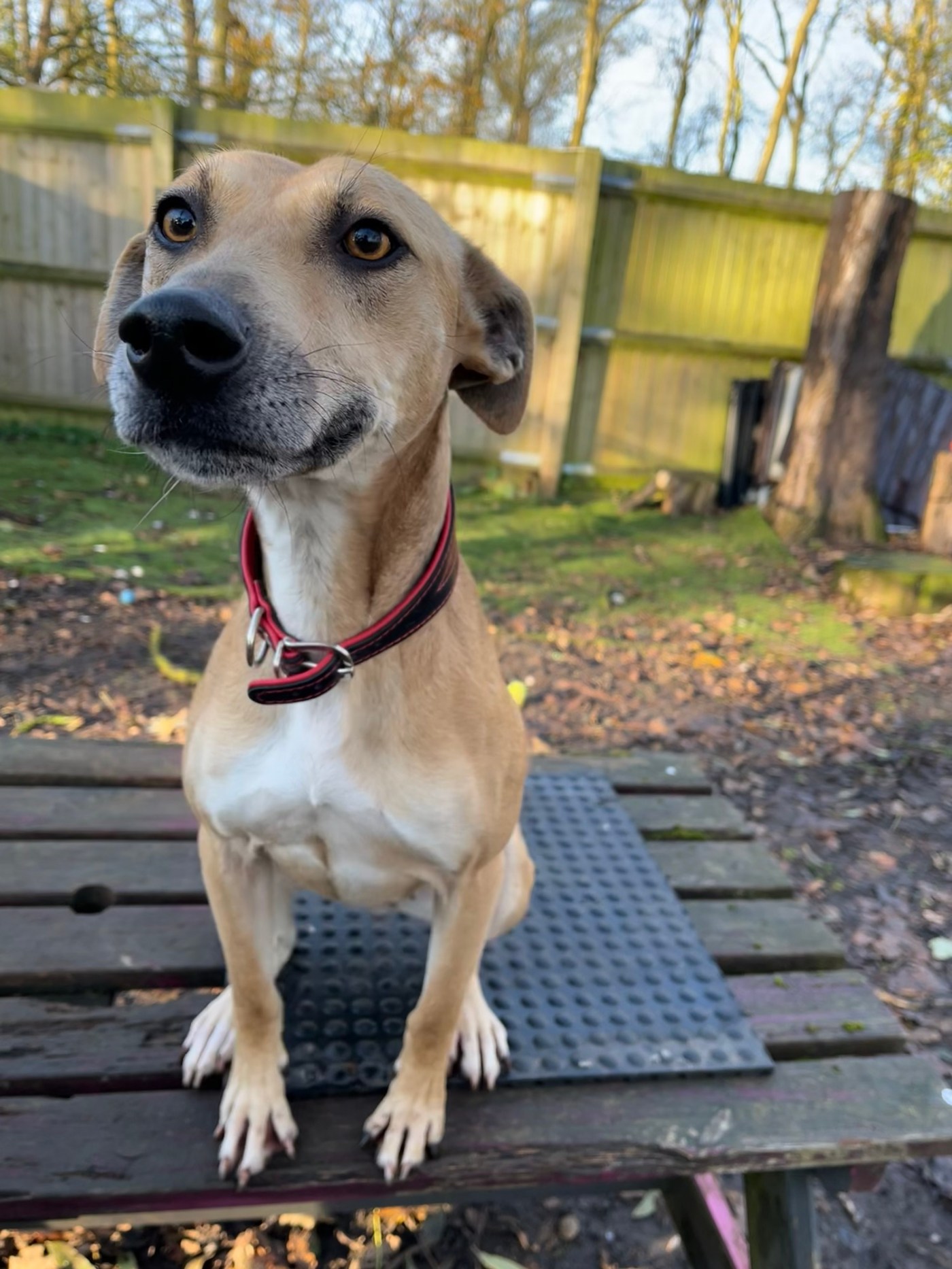 Dogs Needing Homes – Wellingborough Dog Welfare (Wellidog)