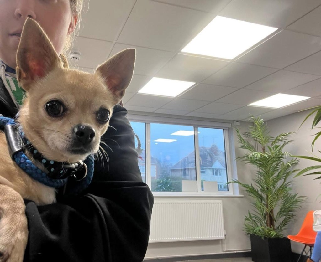 Dogs Needing Homes – Wellingborough Dog Welfare (Wellidog)