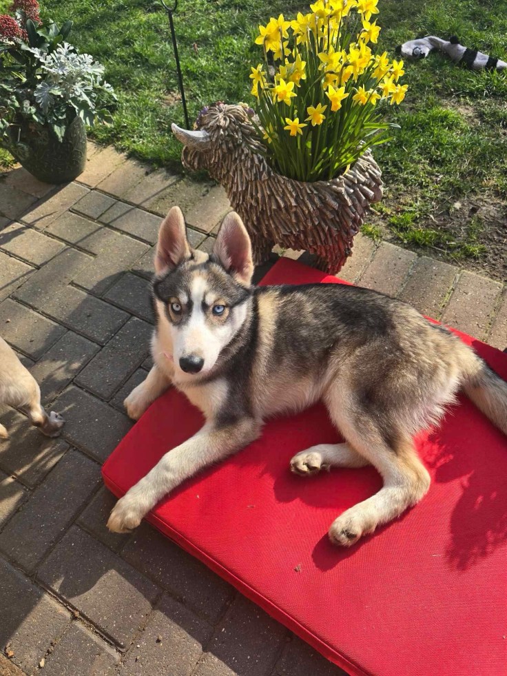 Dogs Needing Homes – Wellingborough Dog Welfare (Wellidog)