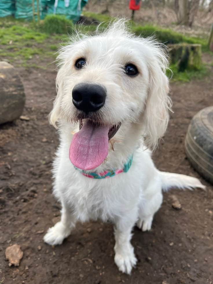 Dogs Needing Homes – Wellingborough Dog Welfare (Wellidog)