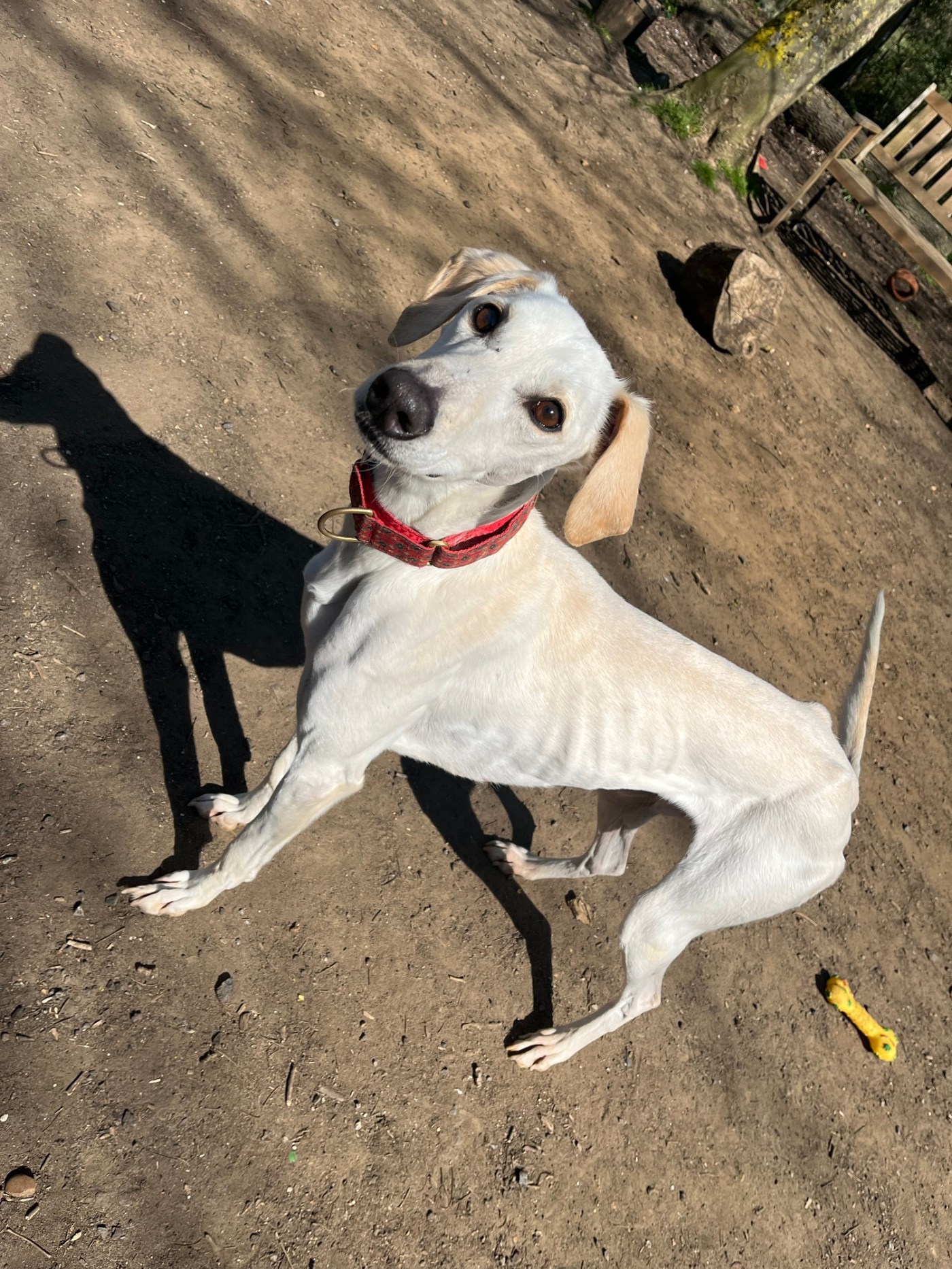 Dogs Needing Homes – Wellingborough Dog Welfare (Wellidog)