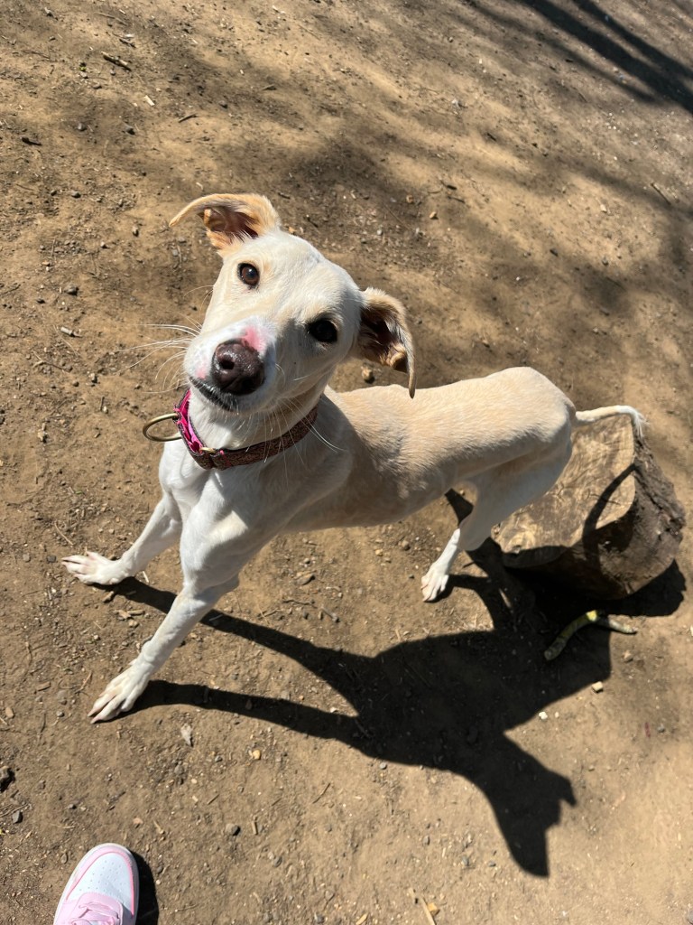 Dogs Needing Homes – Wellingborough Dog Welfare (Wellidog)