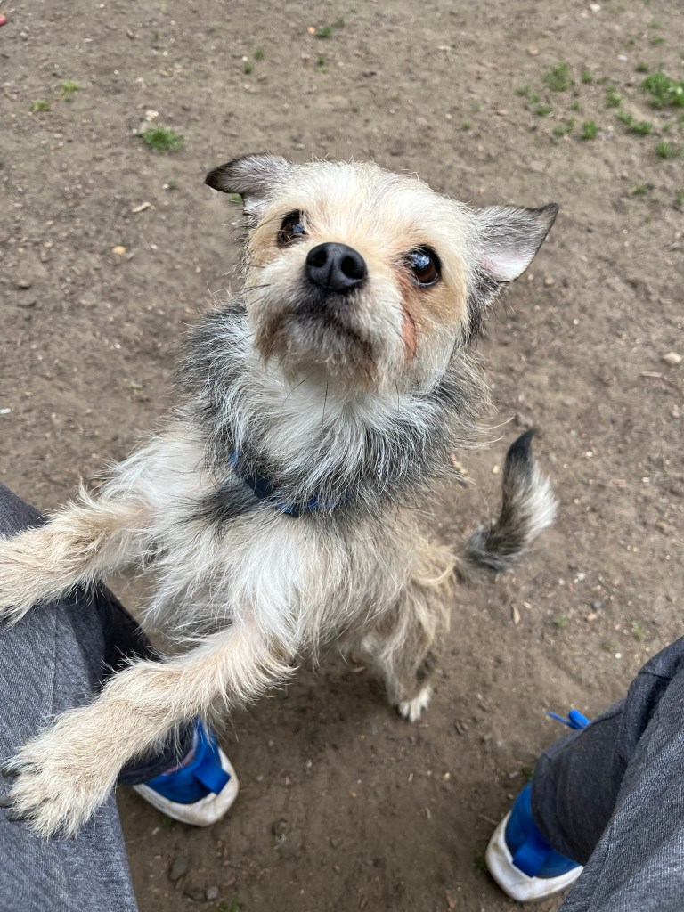 Dogs Needing Homes – Wellingborough Dog Welfare (Wellidog)