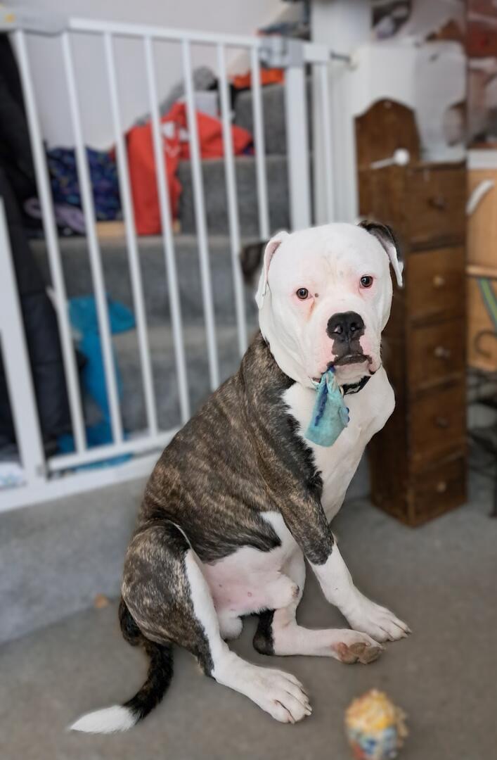 BALOO – Wellingborough Dog Welfare (Wellidog)