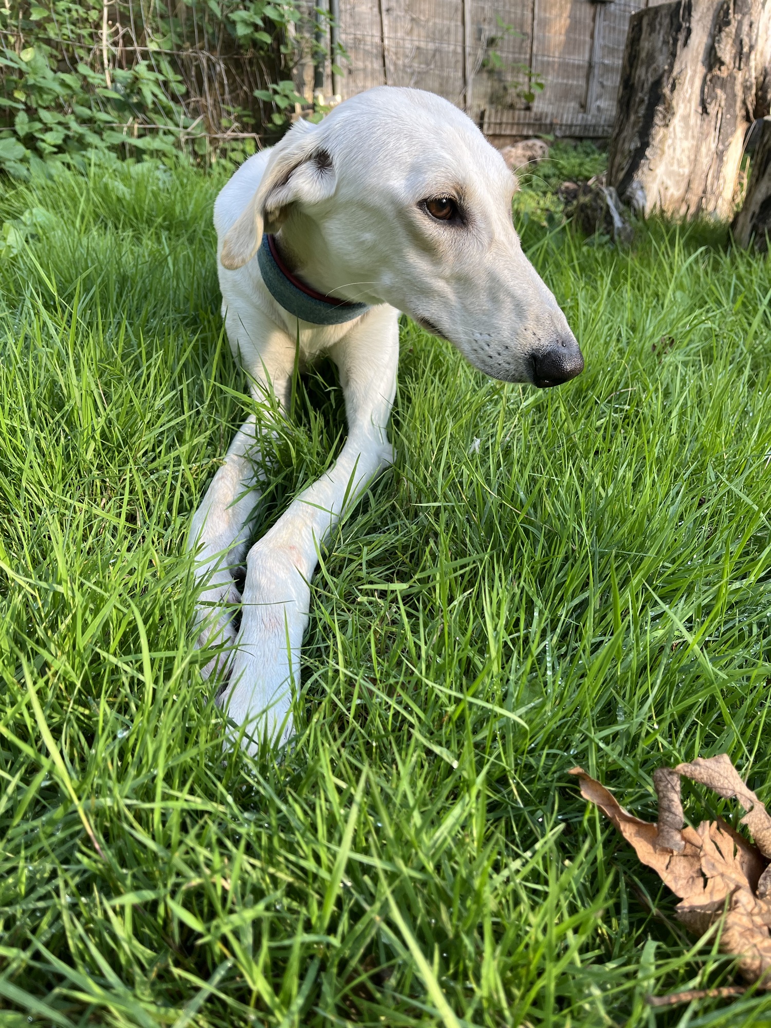 JORGI – Wellingborough Dog Welfare (Wellidog)