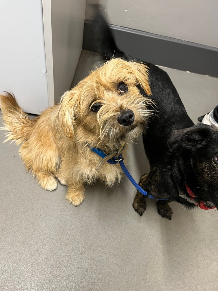 SAM – Wellingborough Dog Welfare (Wellidog)