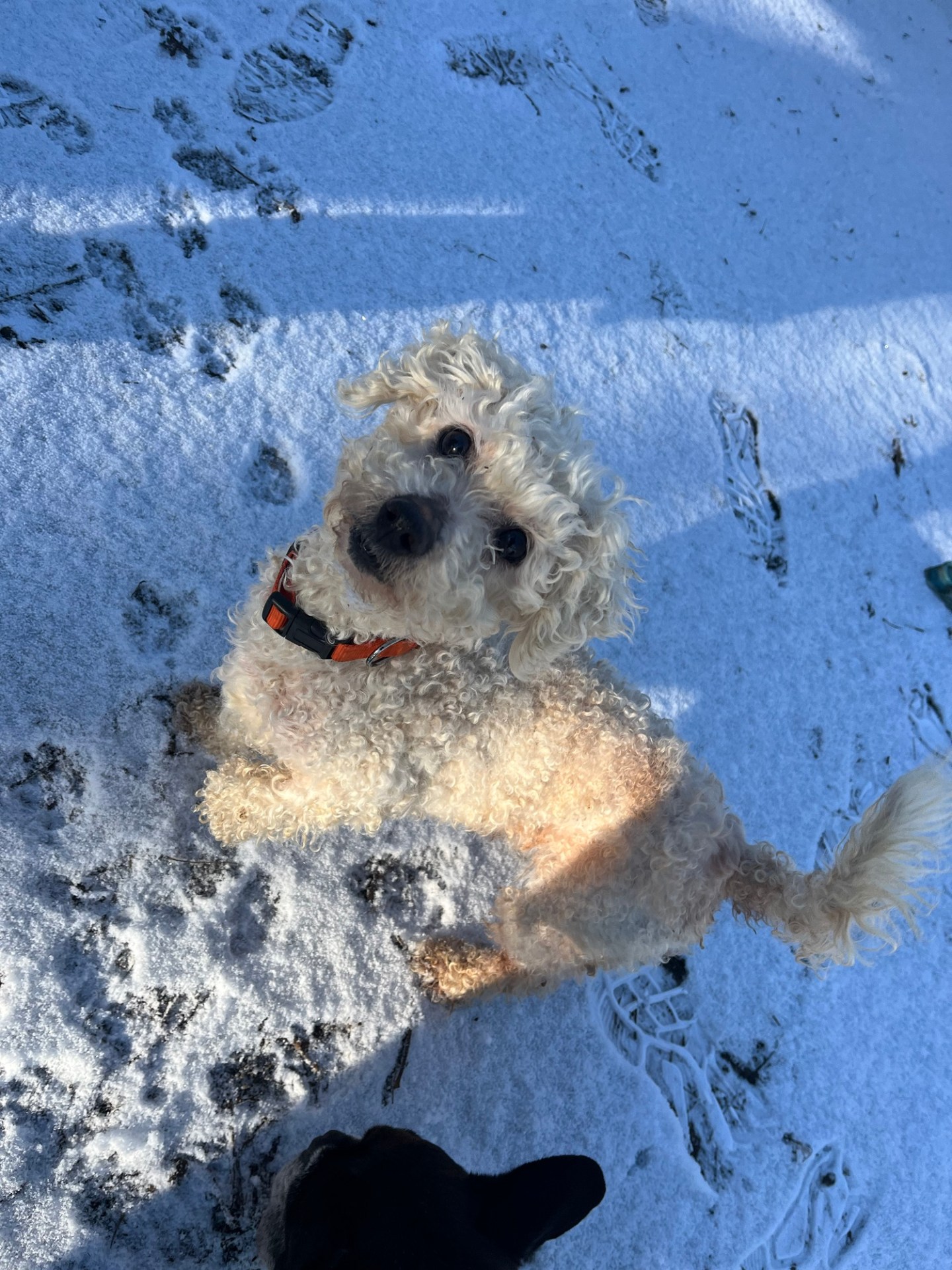 BRUNO – Wellingborough Dog Welfare (Wellidog)