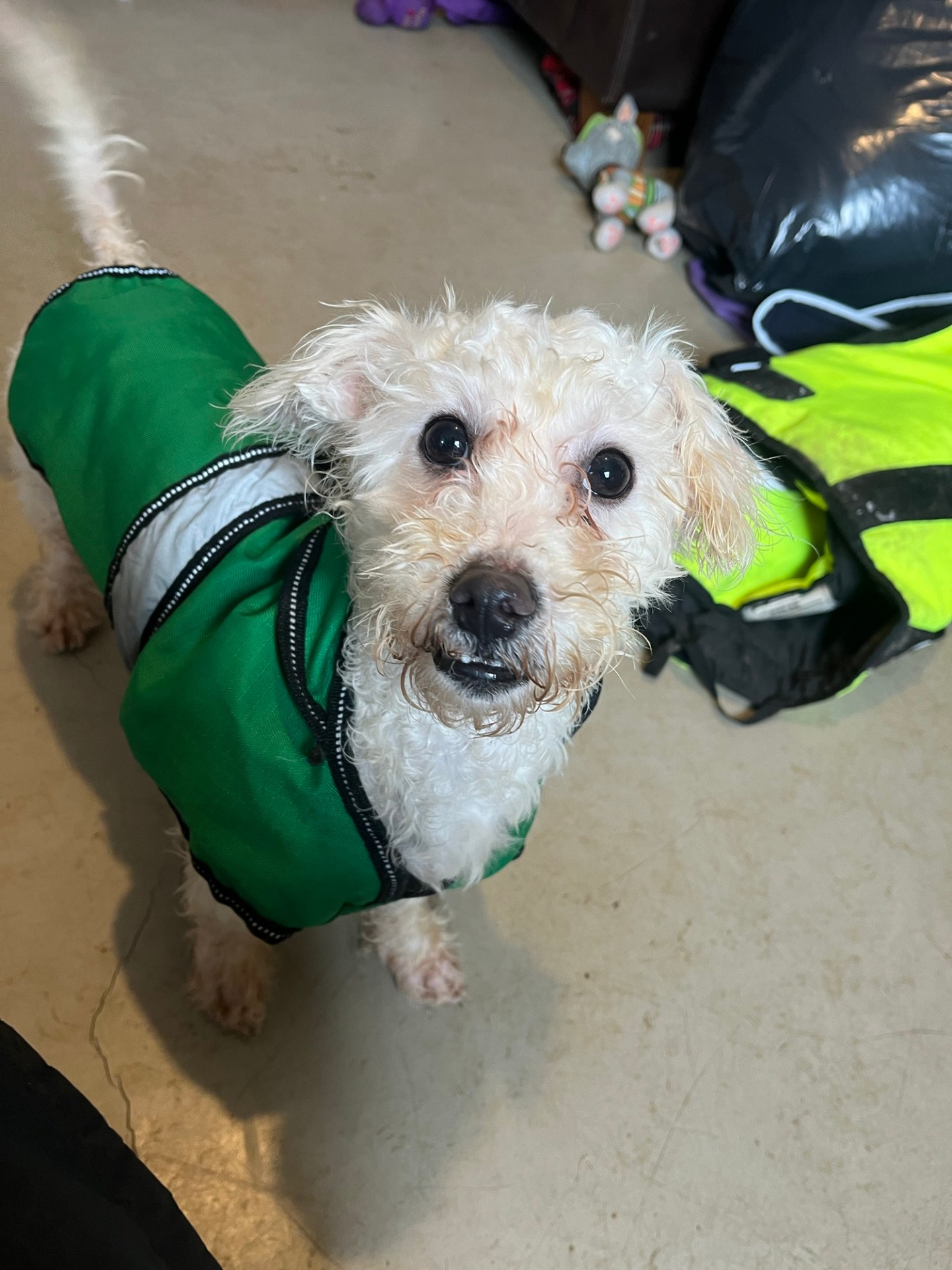 BOBBY – Wellingborough Dog Welfare (Wellidog)