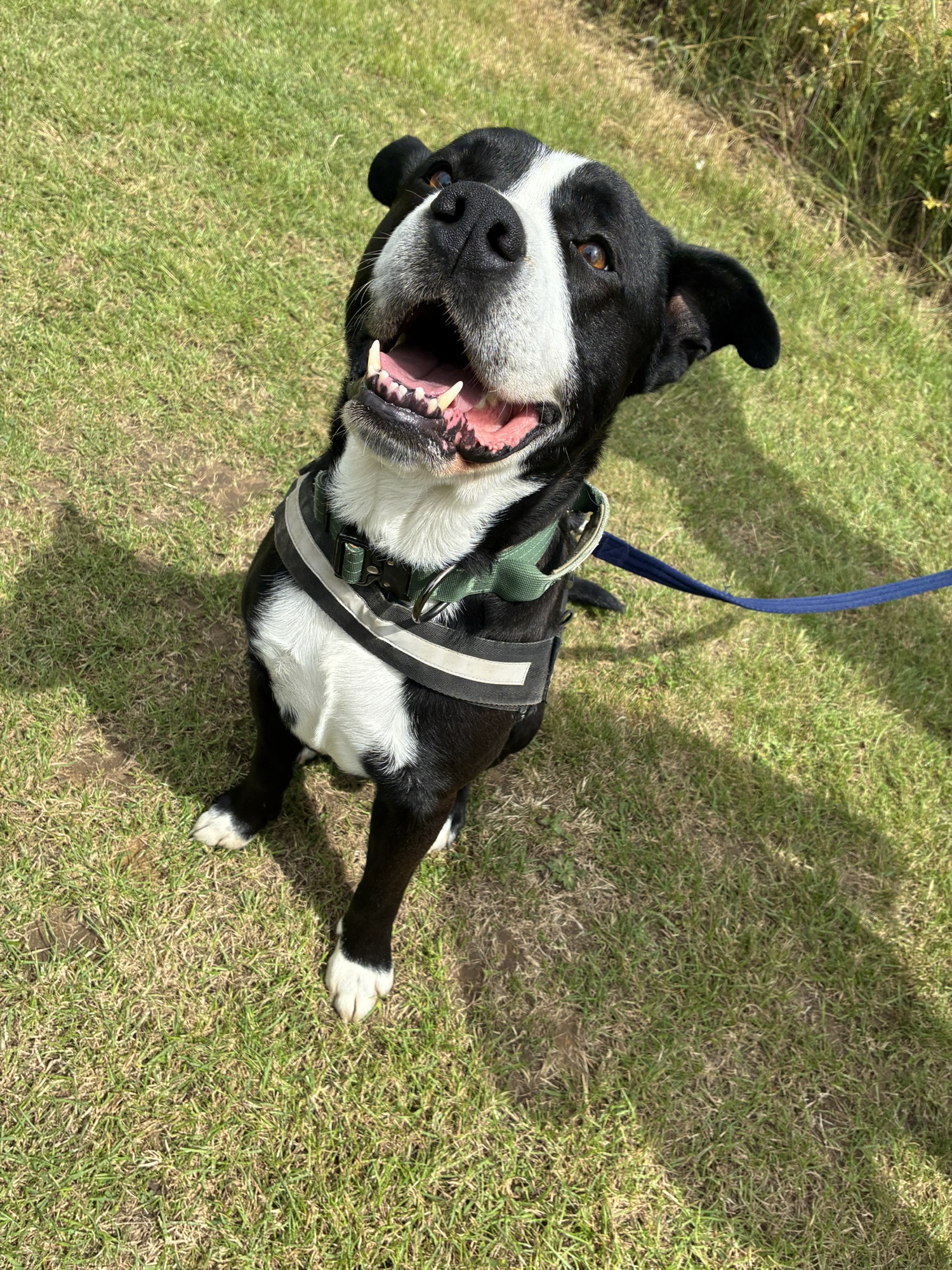 SPUD – Wellingborough Dog Welfare (Wellidog)